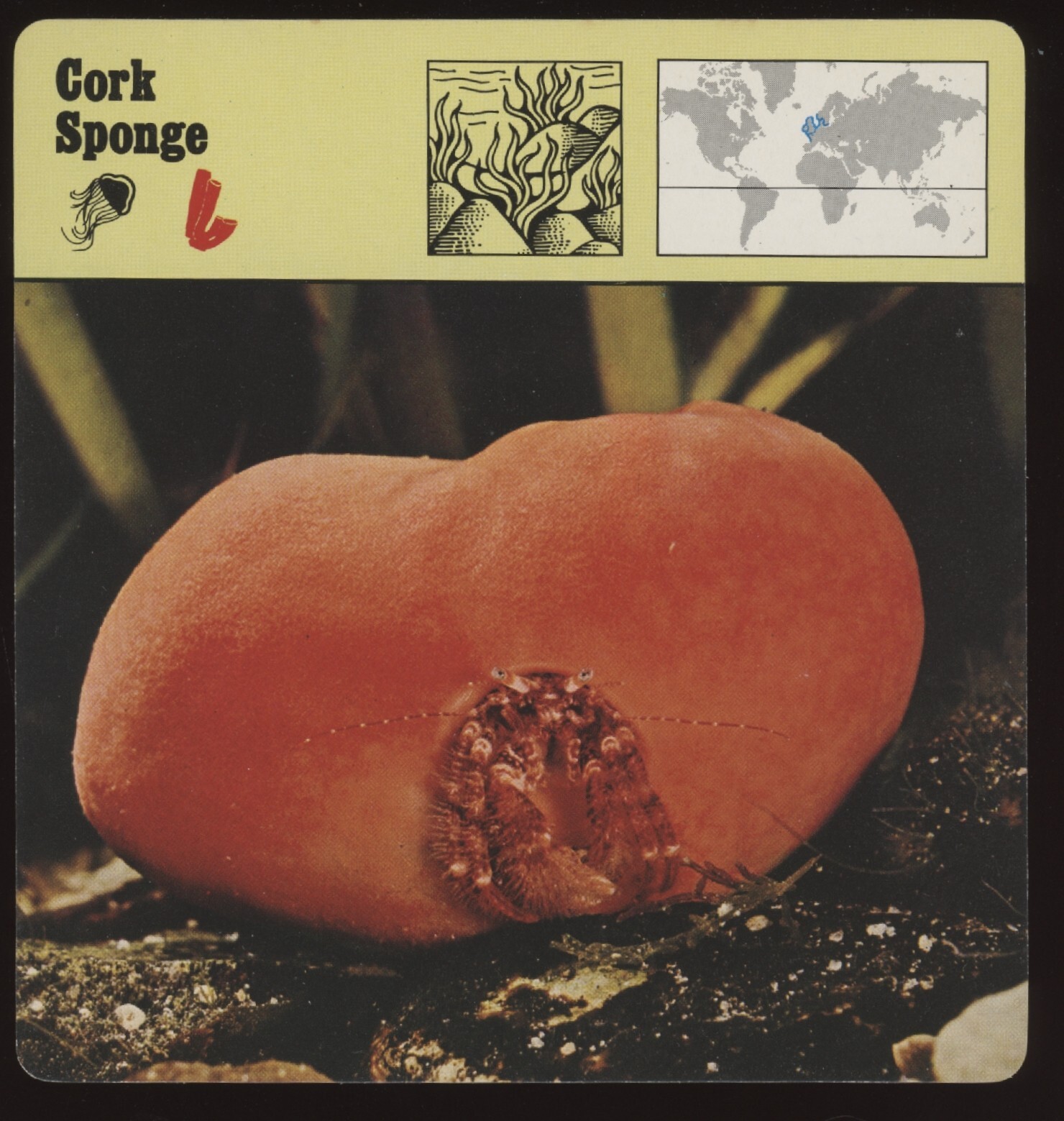 Cork Sponge Safari Cards Rencontre Invertebrates | eBay