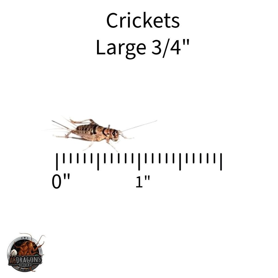 Crickets LIVE Size: Sm, Md, Lg Qty:100 -1000 USPS & FedEx | eBay