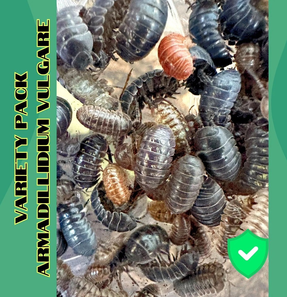 Live Isopods - 25+ count, BIOACTIVE setup, Clean Up Crew, Safe Feeders ...
