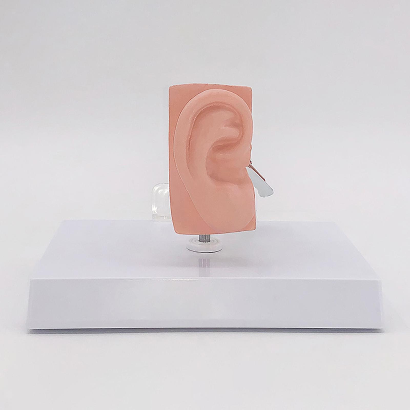 Human Ear Model Anatomical 3D Ear Model for Study Display Education ...