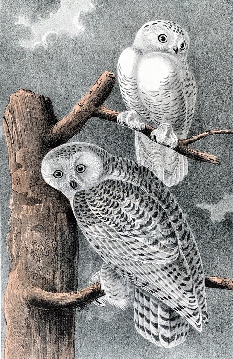John James Audubon Owls