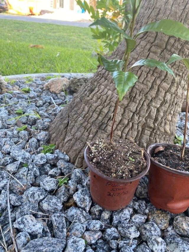 GREEN STAR APPLE SEEDLINGS 12" to 15" TALL (CHRYSOPHYLLUM CAINITO ...