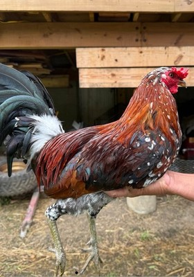 12 Egg Assortment Pure High Noon Leiper, Pure Sweater, Pure Spangled ...