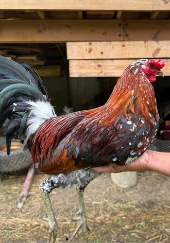 12 Egg Assortment Pure High Noon Leiper, Pure Sweater, Pure Spangled ...