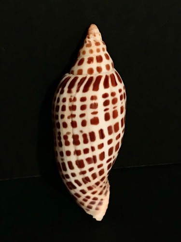 BEAUTIFUL 4+ INCH SCAPHELLA JUNONIA SHELL 107 MM, JUNONIA JUNO VOLUTE ...