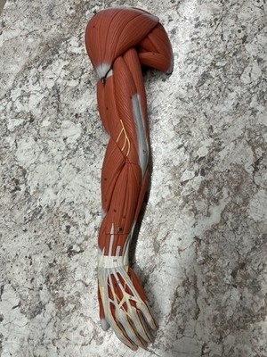 3B Scientific Smart Anatomy 6-Part M10 Dissectible Muscled Arm Model | eBay