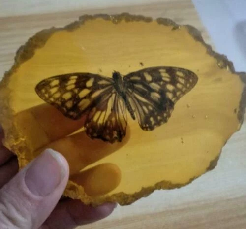 Butterfly Amber Fossils