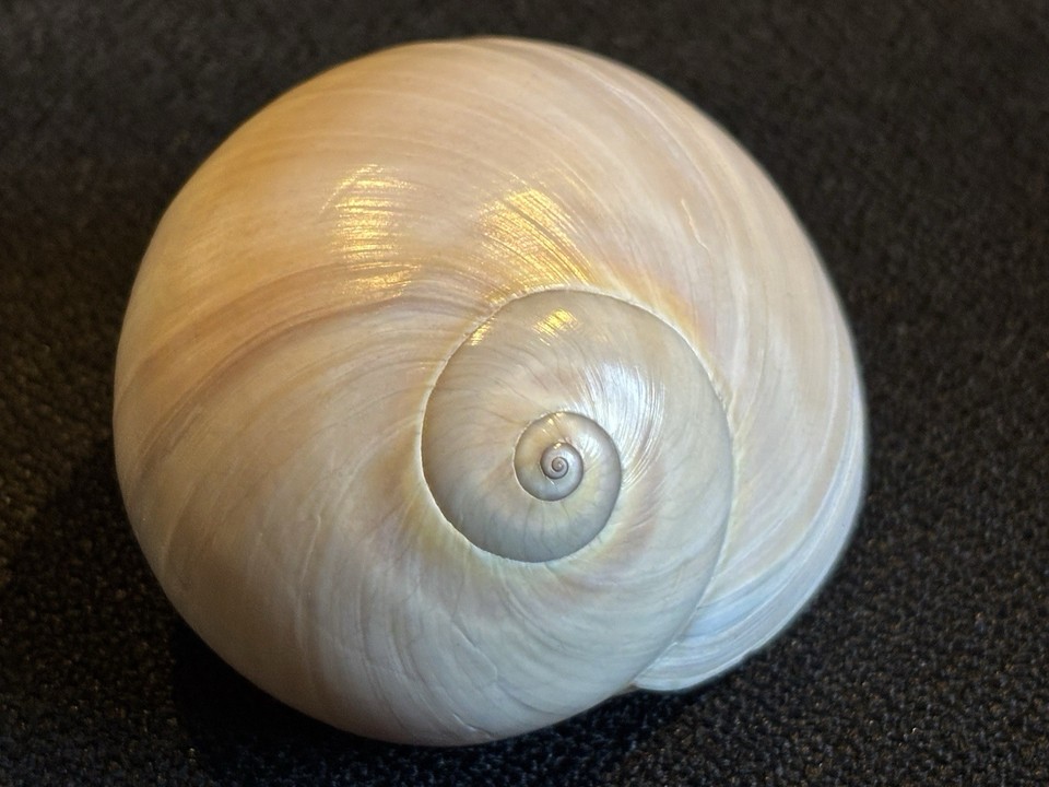 Shark Eye Moon Shell (Neverita duplicata) Gulf of Mexico, FL | eBay UK