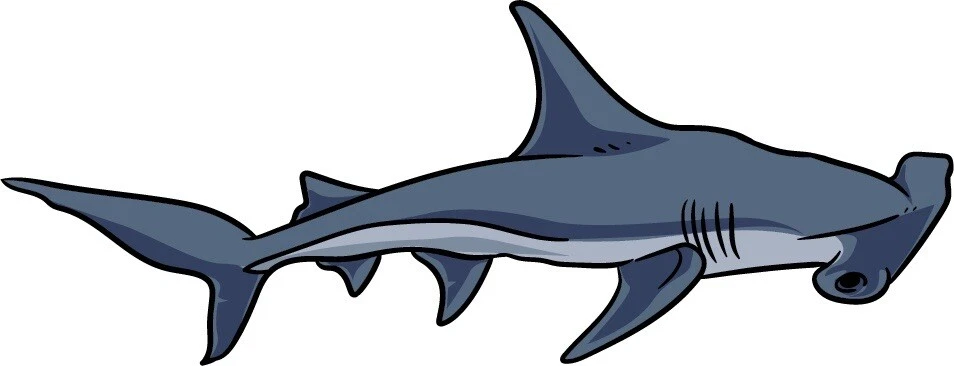Hammerhead Sharks Clipart
