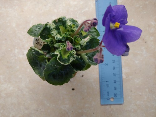 African Violet Plant ~ Shirl's Purple Passion ~ Variegated Girl Foliage ...