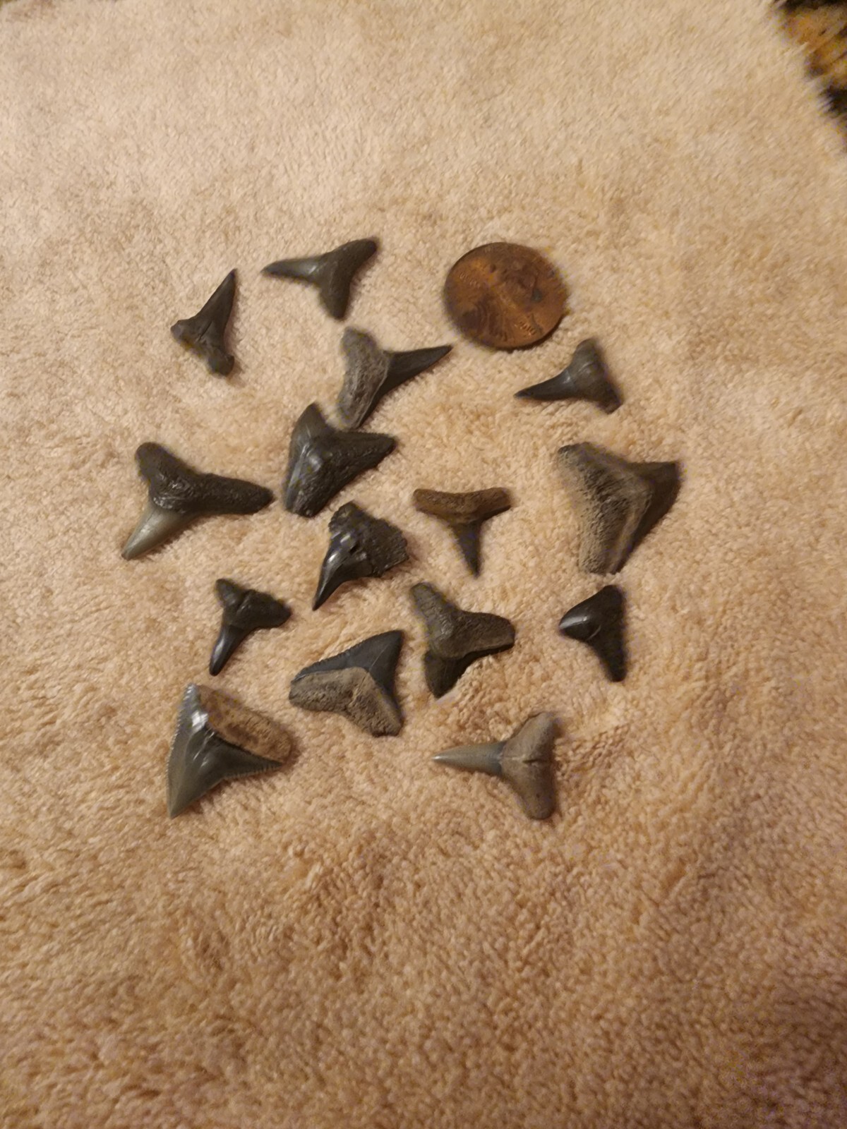 Sharks teeth lot! 15 Teeth From Peace River FL With Container | eBay
