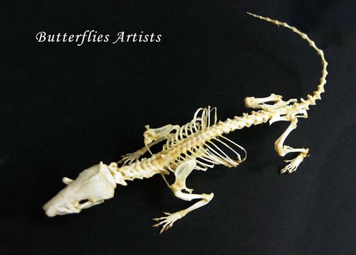 Gothic Decor Asian House Shrew Suncus Murinus Real Skeleton Taxidermy ...