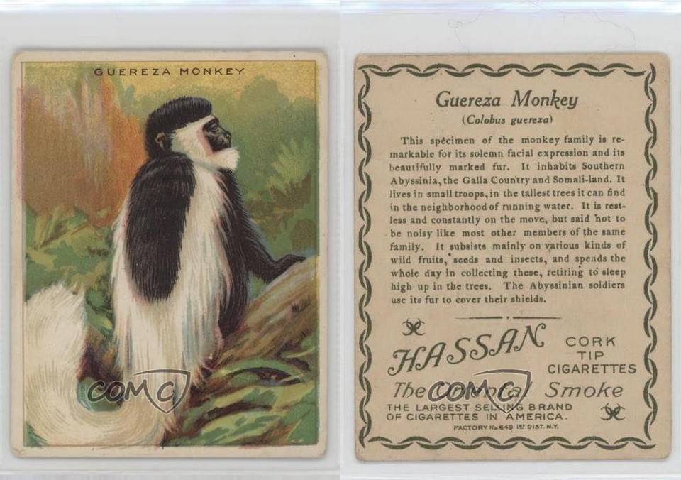 1909-11 Hassan Animals Series Tobacco T29 Guereza Monkey 0l4h | eBay