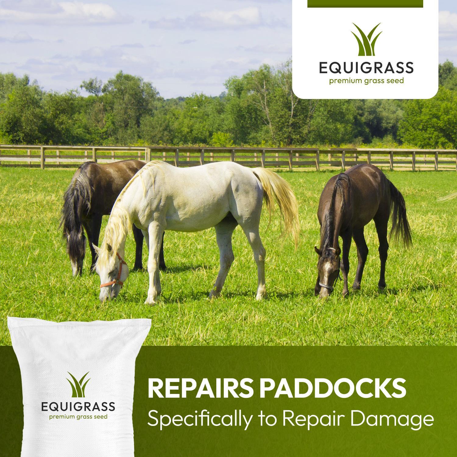 EquiGrass Professional Horse and Pony Paddock Grass Seed Mix without ...