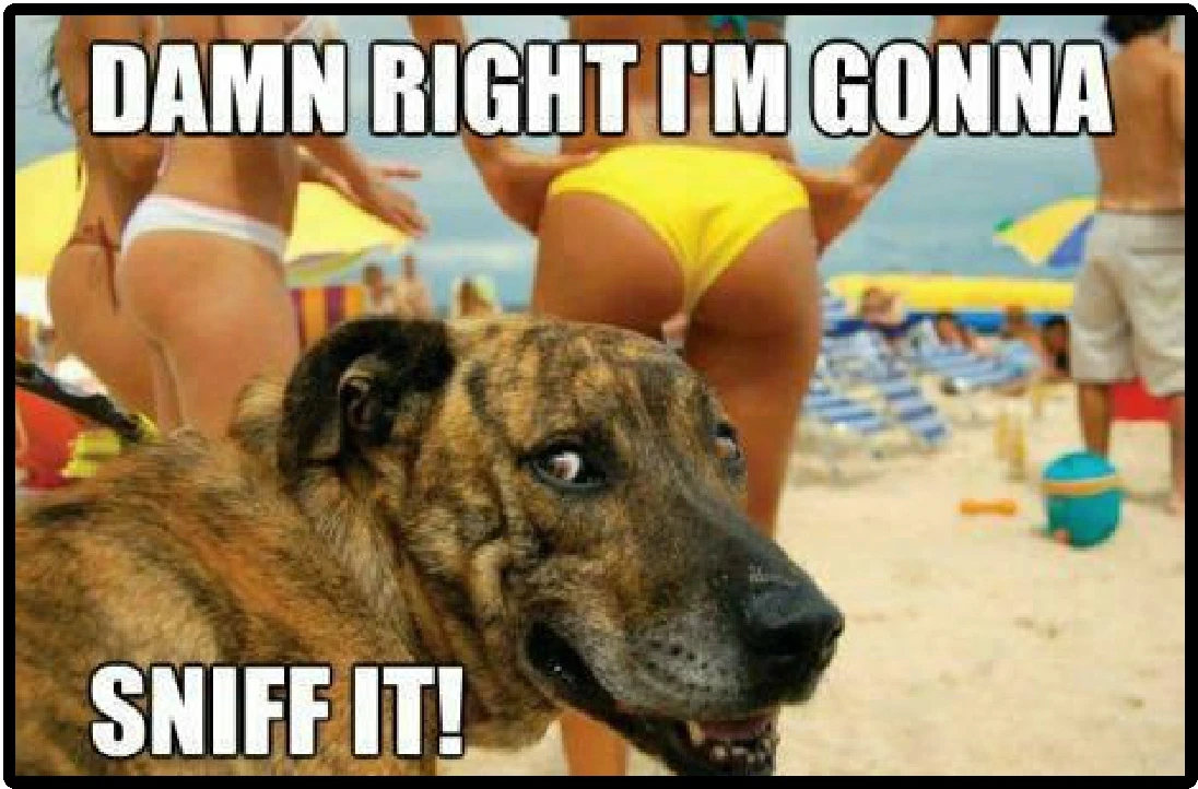 Damn Right Meme