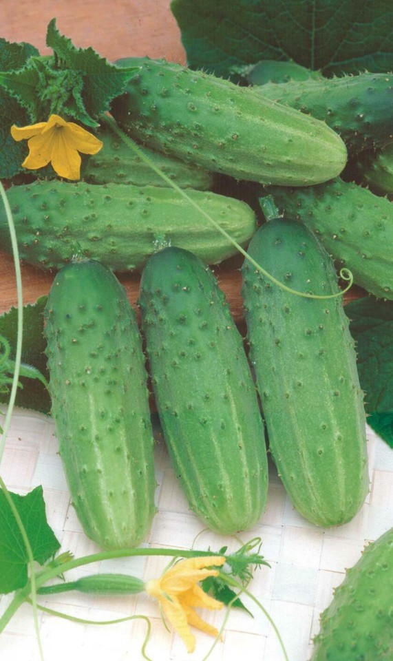 Seeds Cucumber Indoor Super Harvest Giant Self-pollinating Vegetable ...