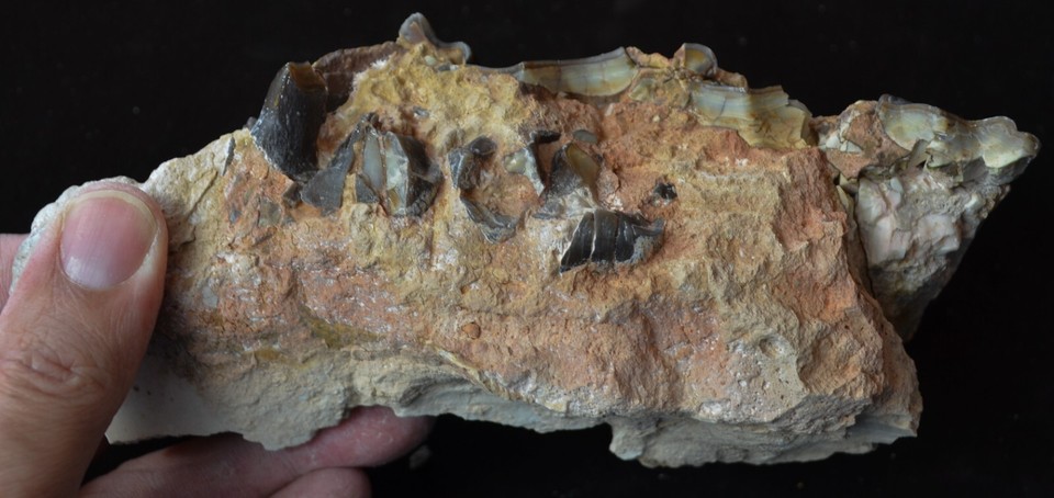 Subhyracodon Partial Maxilla Fossil, Large Rhinoceros, Badlands, S ...