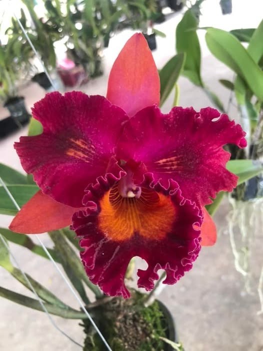 Cattleya orchid - Blc. Hall of Fame 'No. 2' | eBay Australia