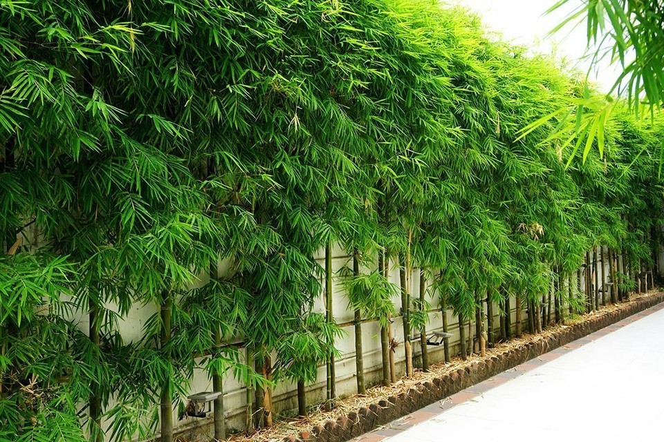 Lady Finger Clumping Bamboo / Bambusa - 20 Value Priced Divisions ...