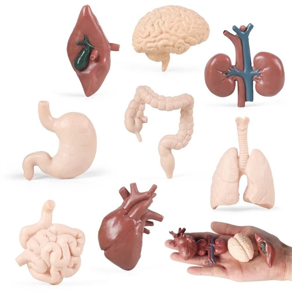 1Set 3D Human Body Organ Figure Figurines Teaching Props Kids Intestine ...