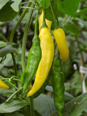 Vegetable - Pepper (Chilli) - Hot Lemon - 10 Seeds | eBay UK