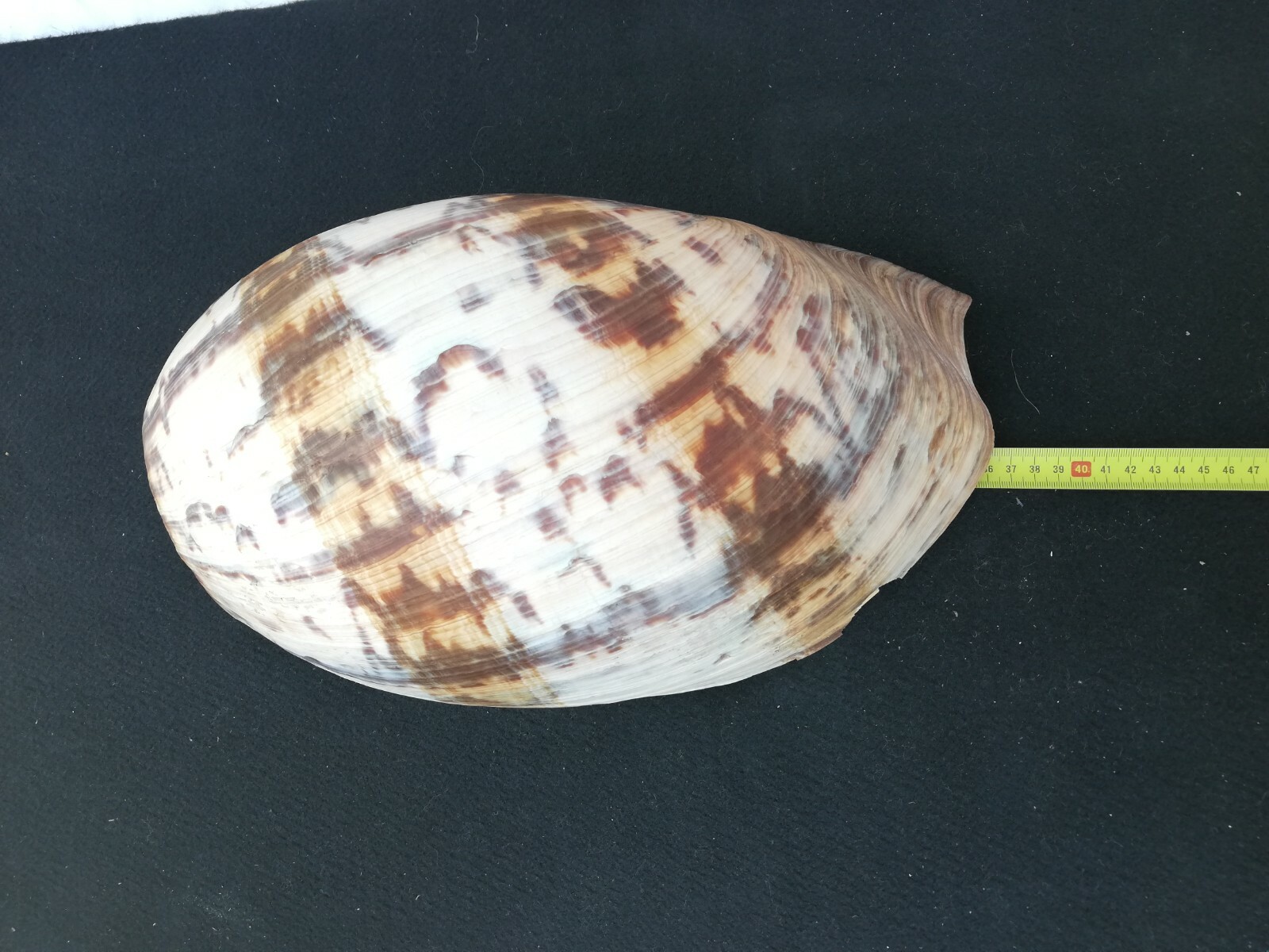 Melo amphora 360 mm very large seashell | eBay