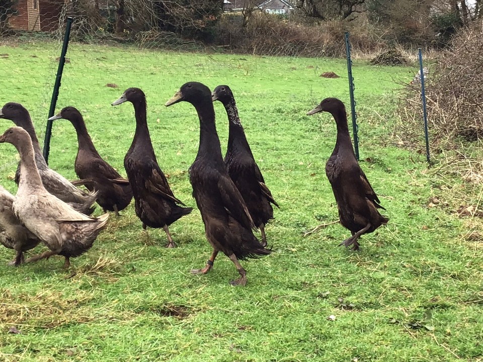 CHOCOLATE & BUFF INDIAN RUNNER DUCK PRODUCT X SIX | eBay UK