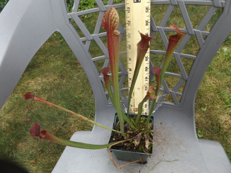 Seedling Sale Sarracenia Areol Red&White Flop x Saurus live carnivorous ...