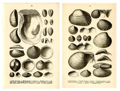 1910 FRAAS PREHISTORIC FOSSILS LITHOGRAPHS sea mussels, shells, arc ...