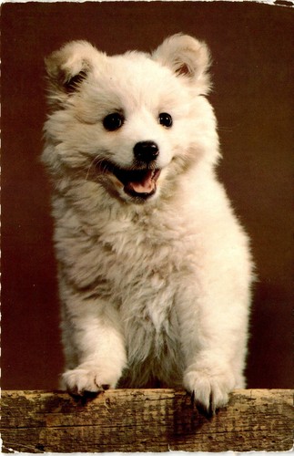 Samoyed, Tundra region, northeastern Russia, nomadic tribe, Samoyedic ...
