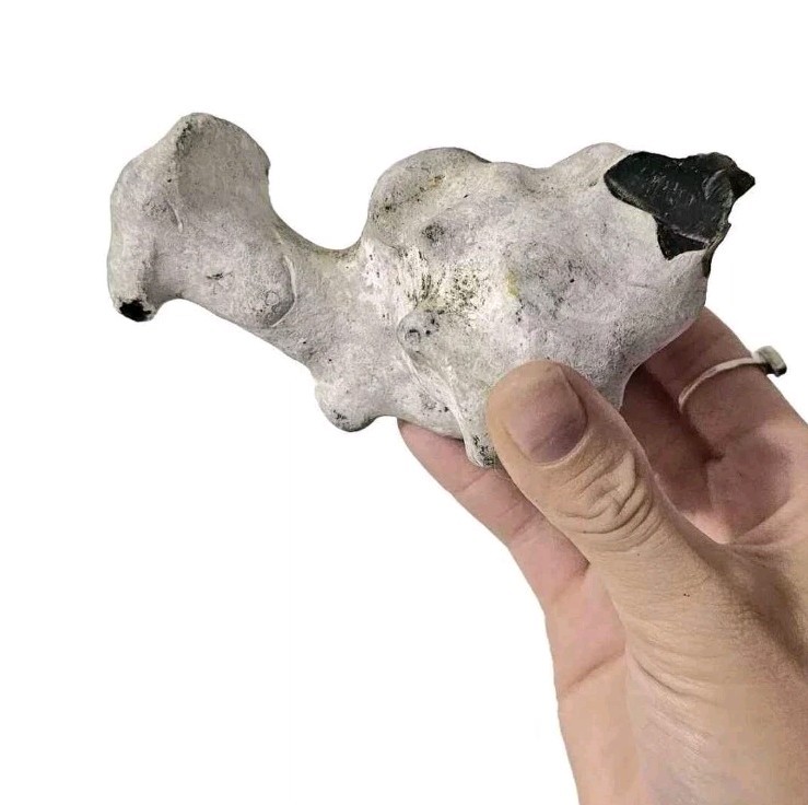 RARE Black Flint Nodule in Chalk | Dyke Park, STAMFORD, CT | Dover ...