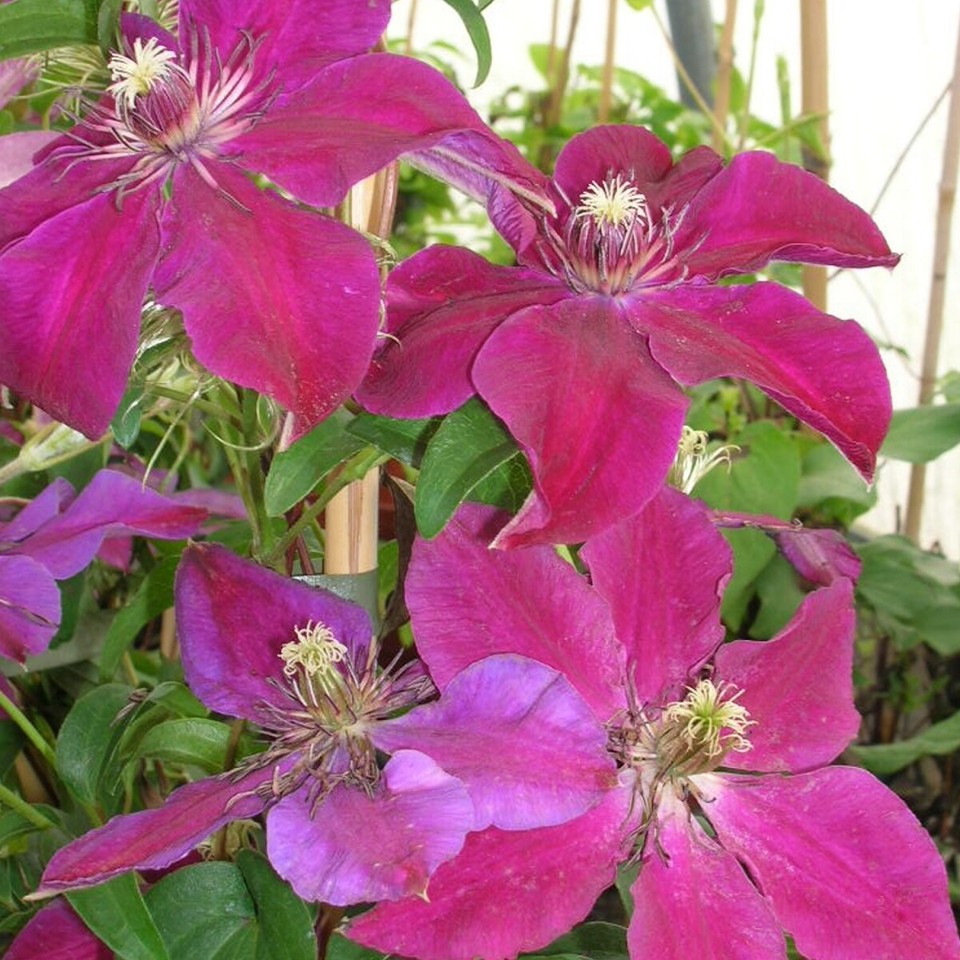 Clematis Huvi - Live Plant in a 4 Inch Growers Pot - Clematis 'Huvi ...