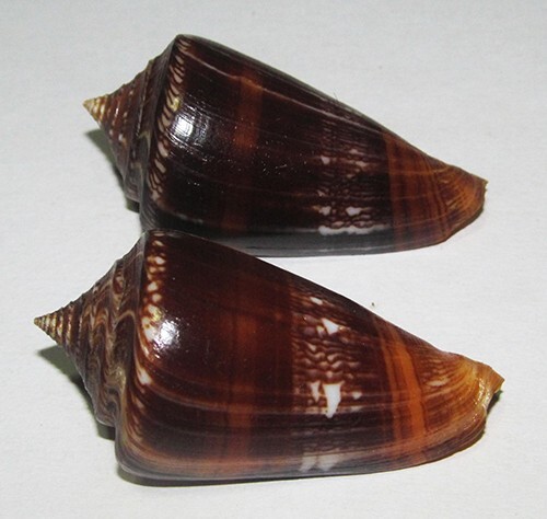 55 mm 2 Pcs Conus Amadis f. Scheehi Seashell Racha Island Phuket ...