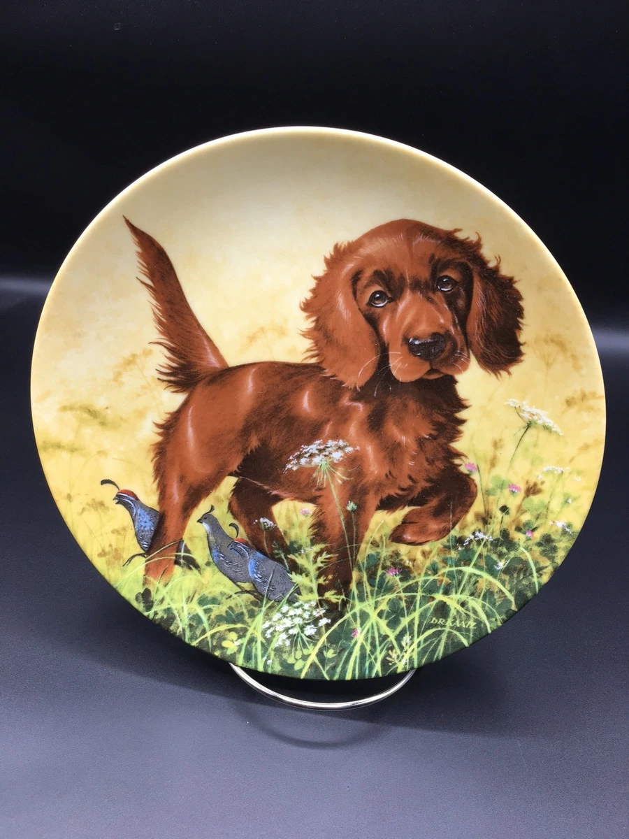 Irish Setter Pointing