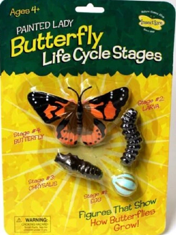 Life Cycle Of A Painted Lady Butterfly