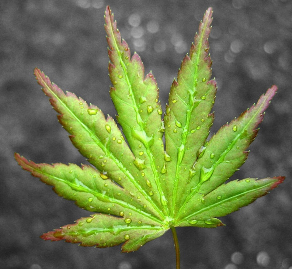 Acer palmatum polymorphum cv 'Midori' 緑 - Midori 緑 Japanese Maple | eBay