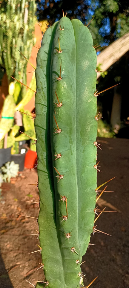 Ech. 'Serra Blue x Huanu' 16" Columnar Mature Hybrid Torch Cactus | eBay