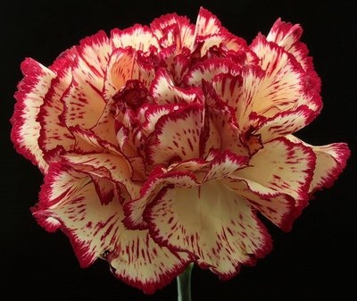 30+ RED AND WHITE CARNATION CHABAUD PICOTEE FLOWER SEEDS / PERENNIAL ...