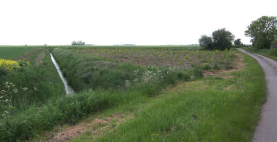 Photo 6x4 Tree Planting on Bridge Lane Cadney The triangular piece of ...