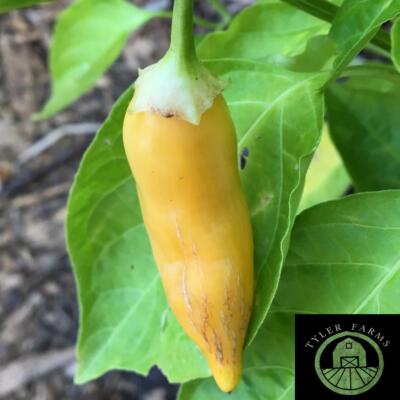 10+ Sugar Rush Peach Pepper Seeds | Hot Exotic chili, chile | USA Grown ...