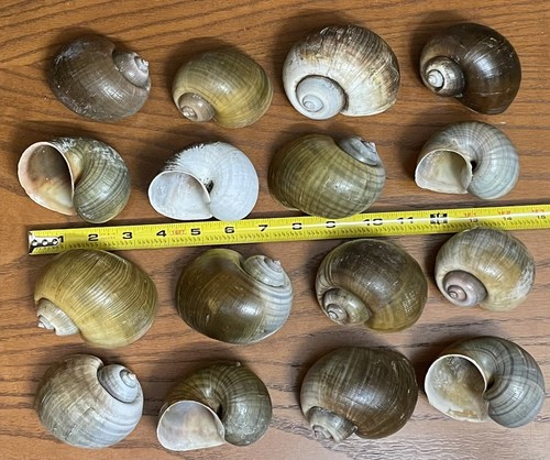 12 XL - Large Natural Clean Apple Snail Shells w/ 2”+ opening for decor ...
