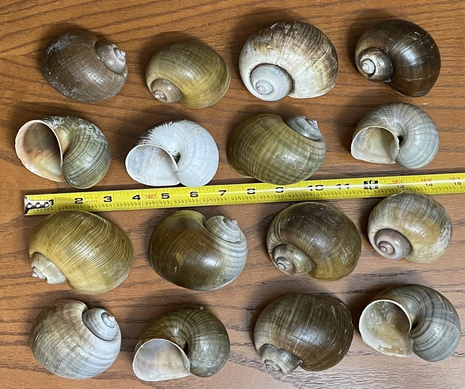 12 XL - Large Natural Clean Apple Snail Shells w/ 2”+ opening for decor ...