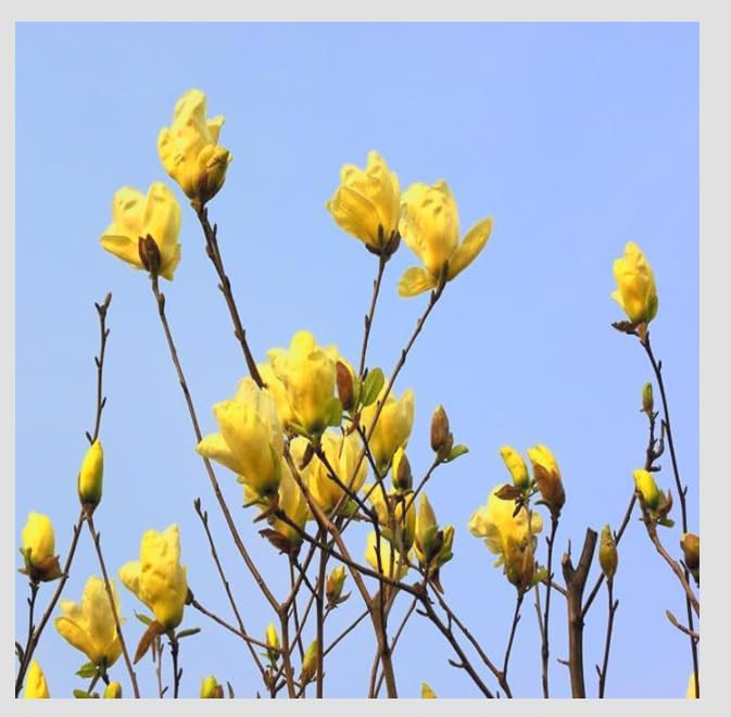 Yellow Jane Magnolia Live Plant – 18” Tall Flowering Shrub Tree for ...