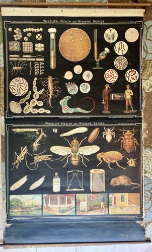 1929 Roller Wall Chart Winslow Germ Diseases And Insect Enemies Series ...