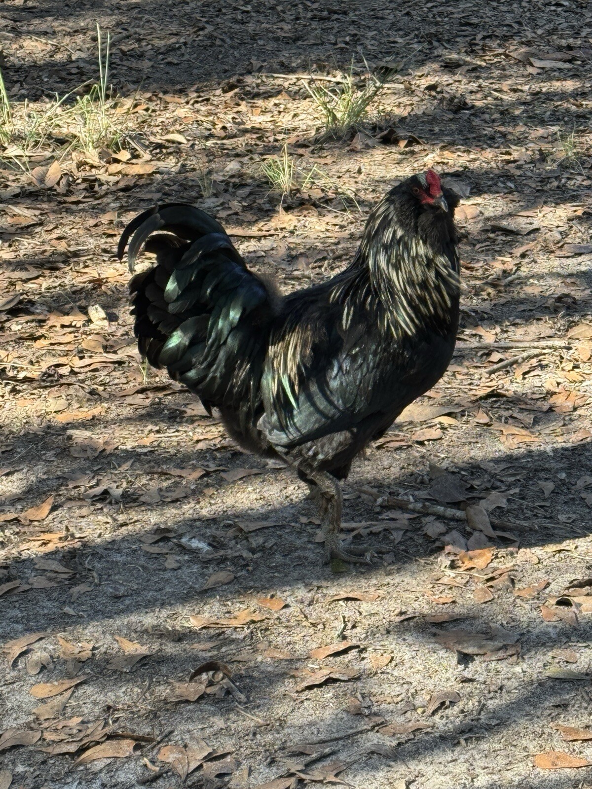 Light Brown Hatching Eggs Prolific Layers Australorp Cinnamon Queen ...