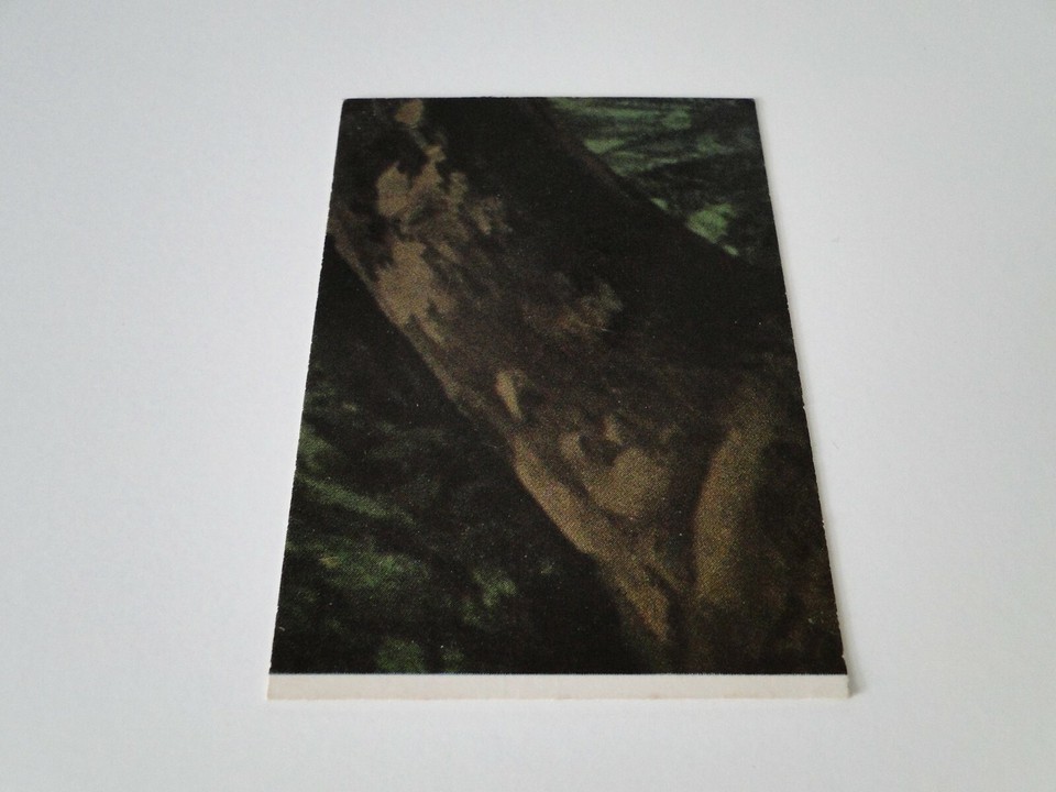 1965 King Kong Donruss So...I Don't Wear Tenny Pumps Card #40 | eBay