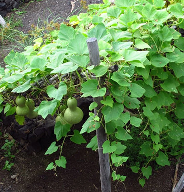 Green Round Gourds