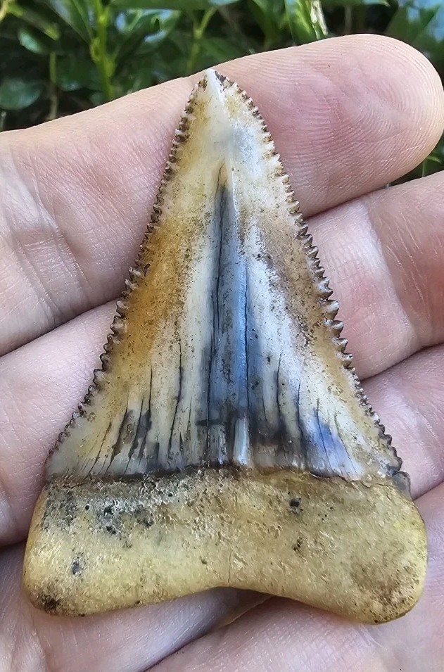 Peruvian Great White Shark Tooth Fossil Peru Not Megalodon | eBay