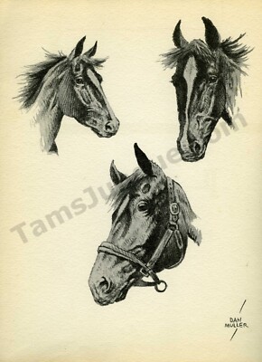 1936 Horse Art Dan Muller - The Pure Breds - BOOK PAGE LITHO ART (1593 ...