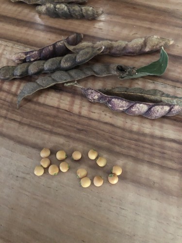 PIGEON PEAS- GANDULES - GUNGO PEA - DAHAL GUNGO - 15 SEEDS READY TO ...